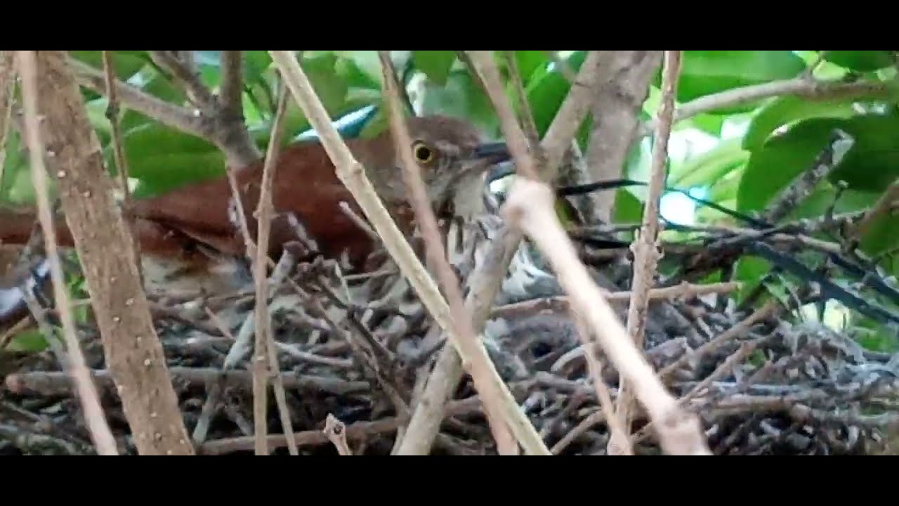 FINDING A NEST FULL OF BABY BIRDS WHILE TRIMMING A BUSH - YouTube