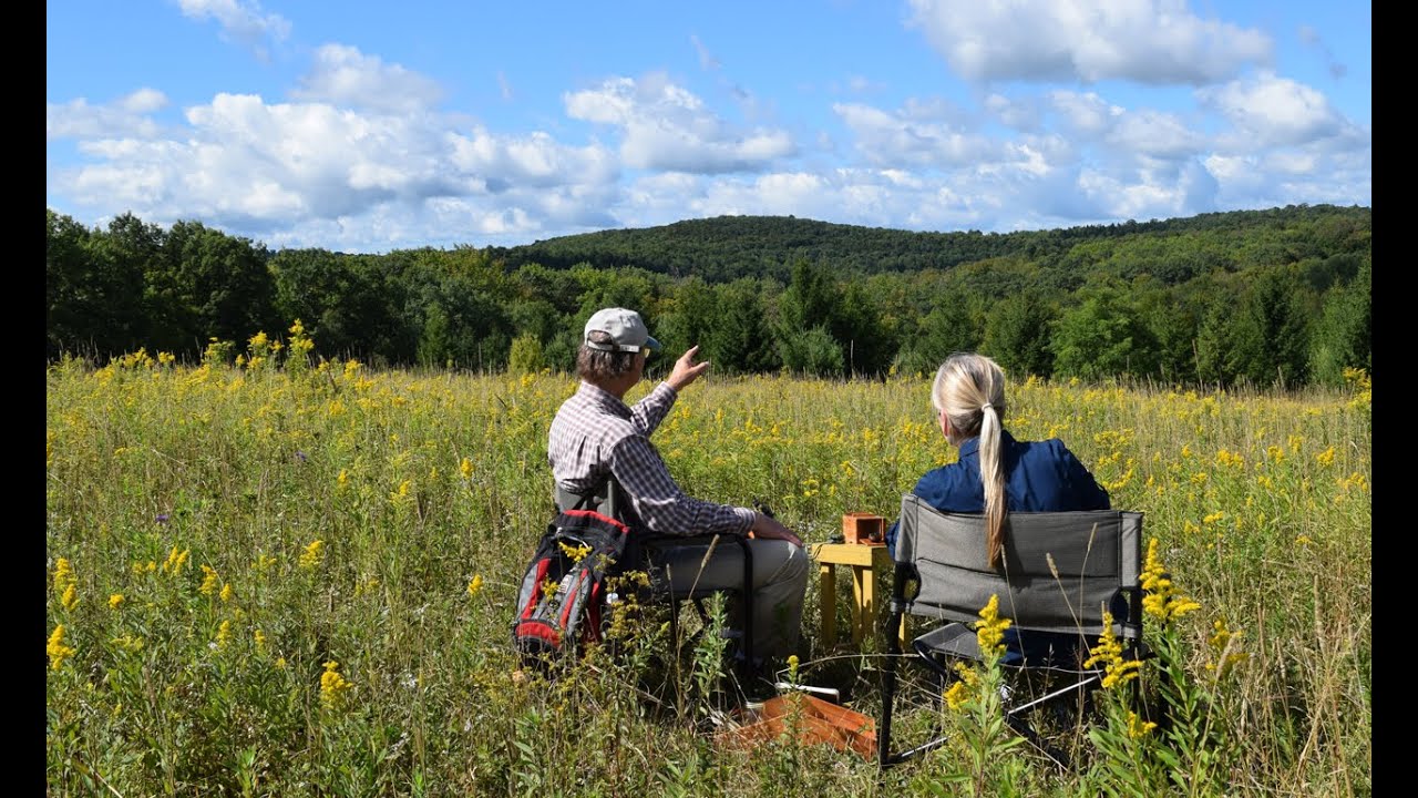 Finding Wild Honey Bees - YouTube