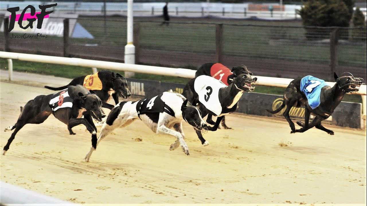 Professional Irish Greyhound Racing - Track Race - YouTube