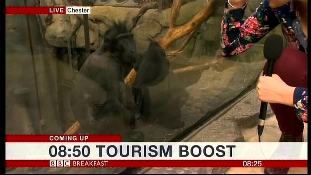 Steph and the Monkey 07 03 16 - YouTube