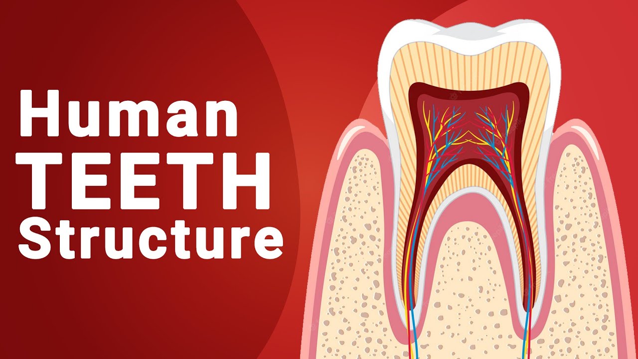 Human Teeth Structure | Biology - YouTube