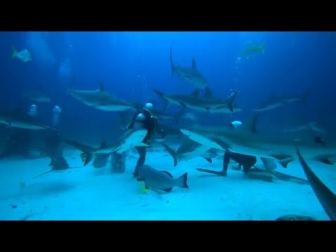 BAHAMALAR'DA KÖPEK BALIKLARI İLE DANS