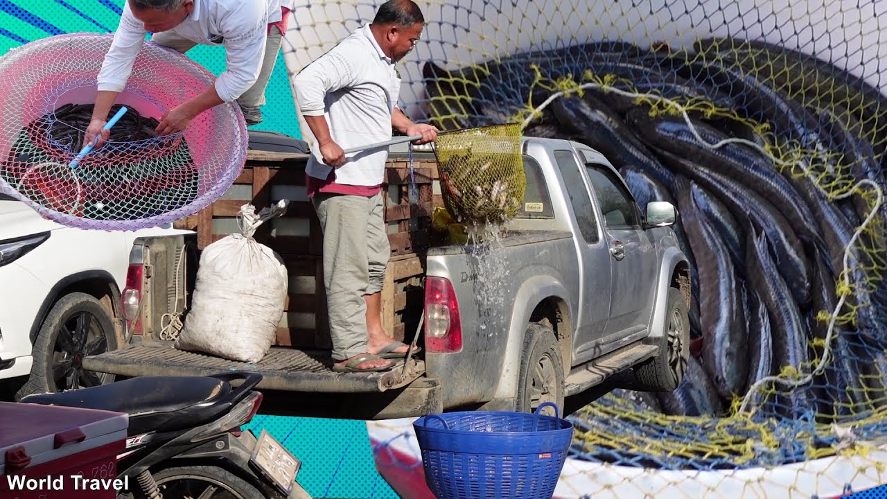 Market fish vendor hard at work, Walking Catfish and Snakehead are ...