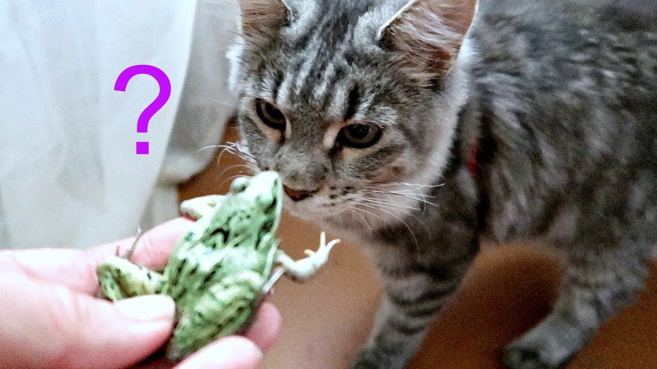 Cat's reaction to a frog Gerda kitten - YouTube