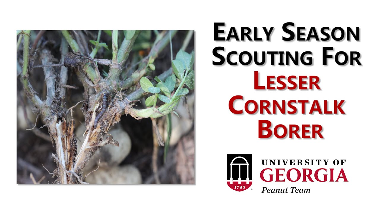 Early Season Scouting for Lesser Cornstalk Borer in Peanut - YouTube