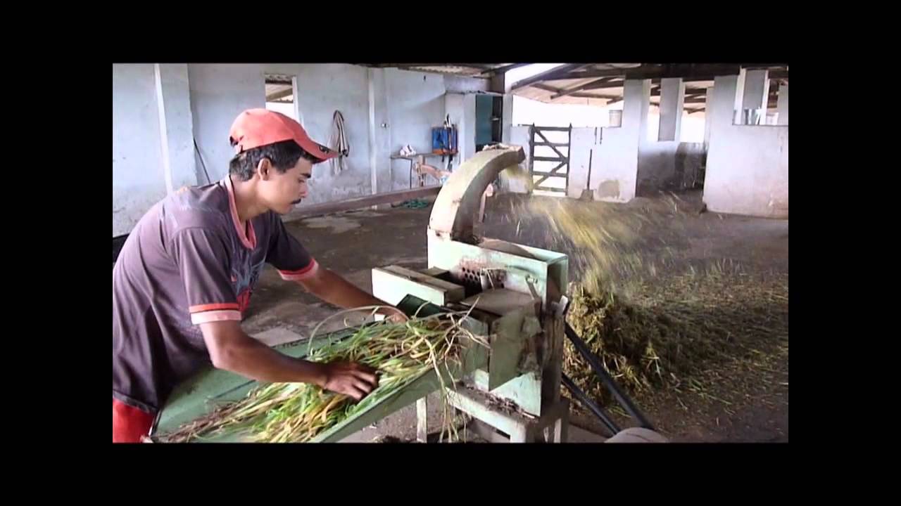 CORTANDO CAPIM - YouTube