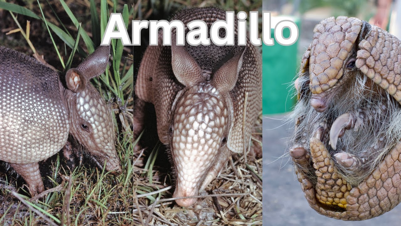"Fascinating Armadillo Facts: Exploring the Armor-Clad Wonders of the ...