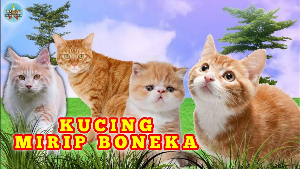 KUCING MEONG MEONG‼️ ANAK KUCING INI KAYAK BONEKA ‼️CUTEST BABY BRITISH ...