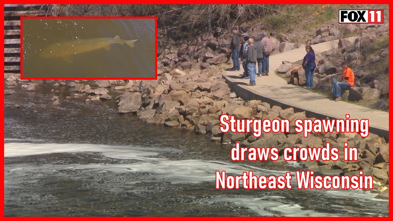 Northeast Wisconsin waterways buzzing with activity during sturgeon ...