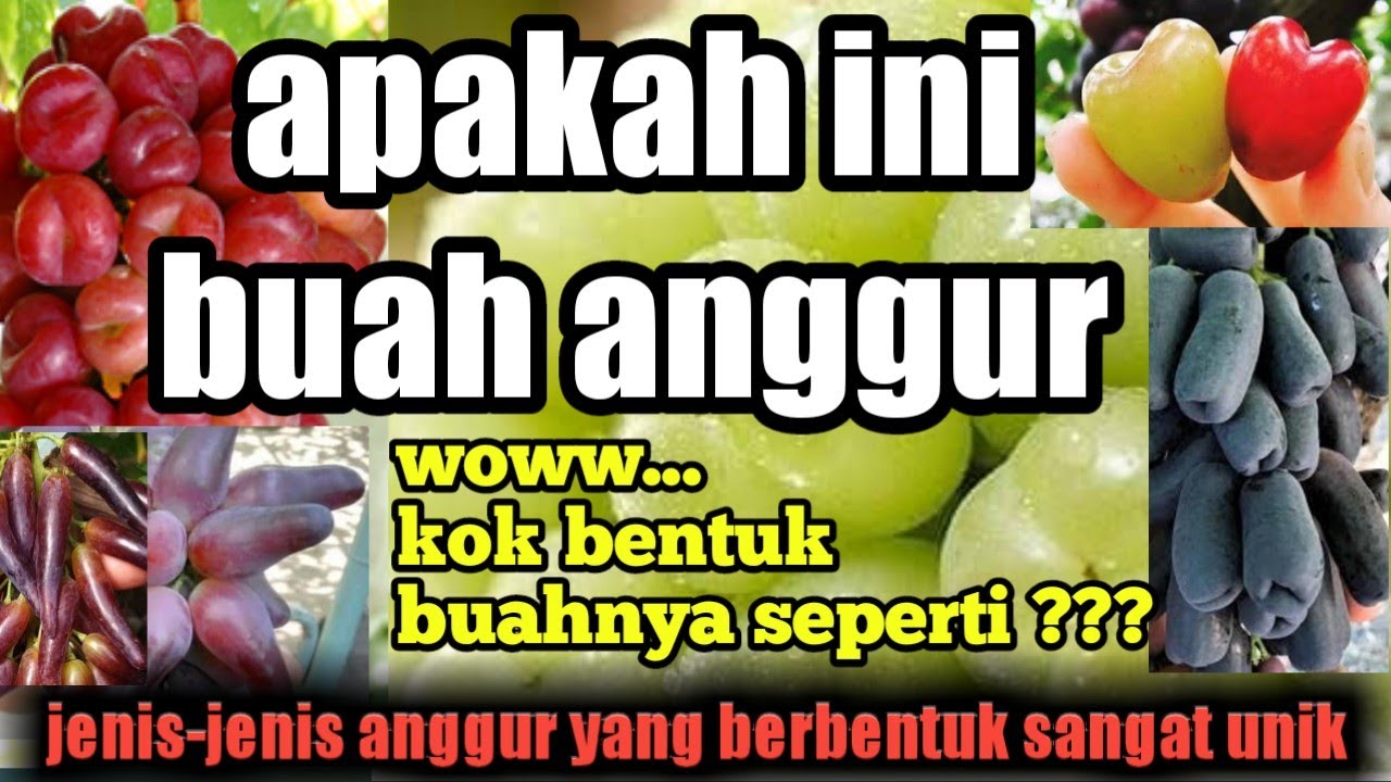 Daftar anggur yang menggiurkan banyak diburu penghobi - YouTube