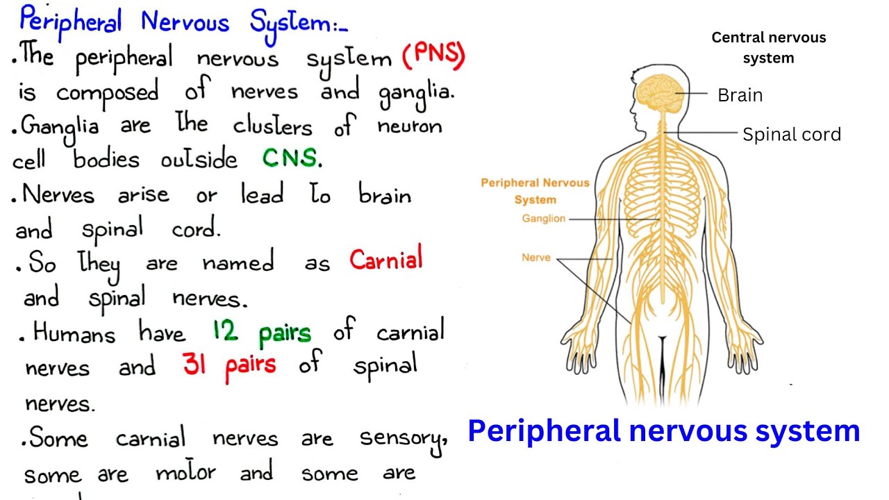 Peripheral Nervous System Somatic Nervous System Autonomic Nervous Peripheral Nervous System Somatic Nervous System Autonomic Nervous