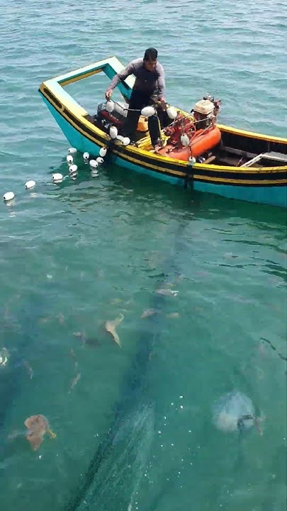 Proses Penangkapan Ikan di rumpon dangkal - YouTube