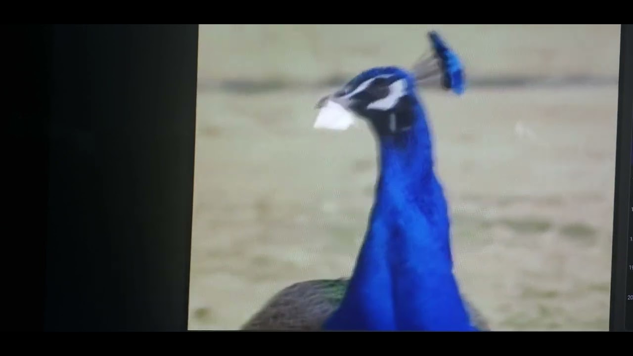 Teletubbies In The ABC Order - Peacocks - YouTube