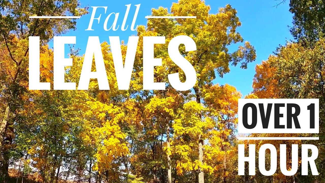 Beautiful Fall Tree Colors and leaves Falling & Blowing in the wind ...