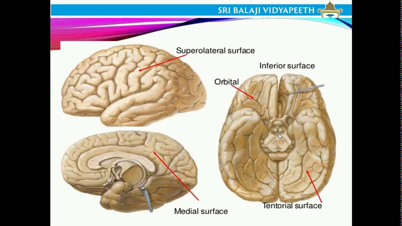 Sulci and Gyri and Functional areas of Brain - YouTube