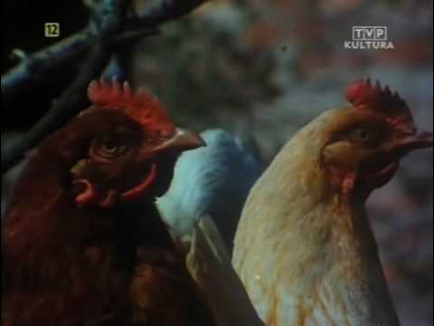 "Prezydent" Andrzej Fidyk 1985 - YouTube