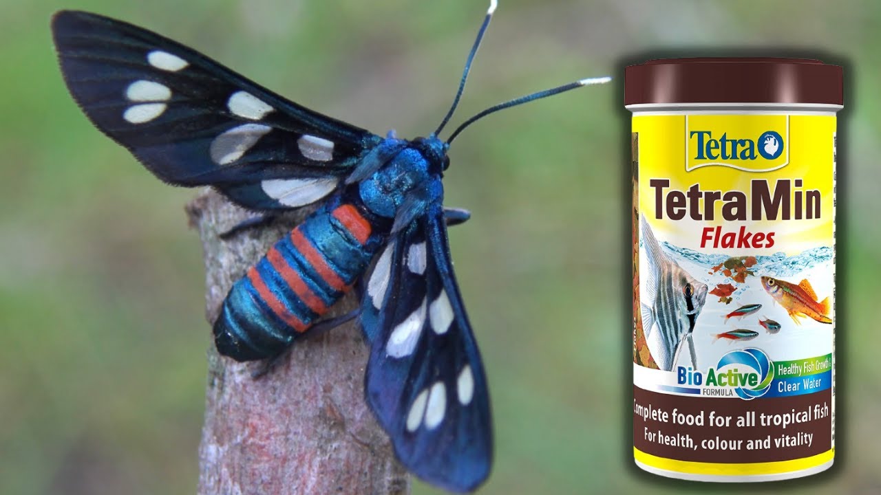 Wasp-like Moths & Fish Flakes: Amata mogadorensis (Arctiinae) in ...