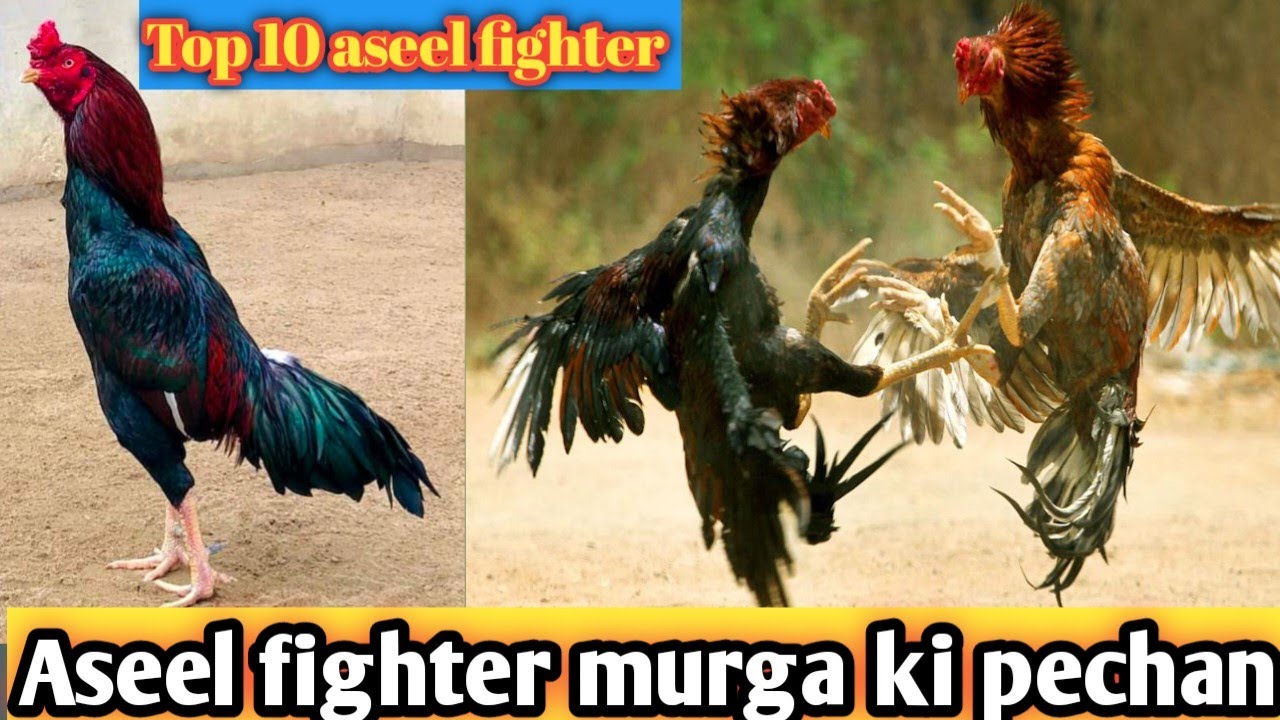 Top 10 aseel fighter breed for sale in Pakistan /aseel chicks farming/aseel fighter murga video ...