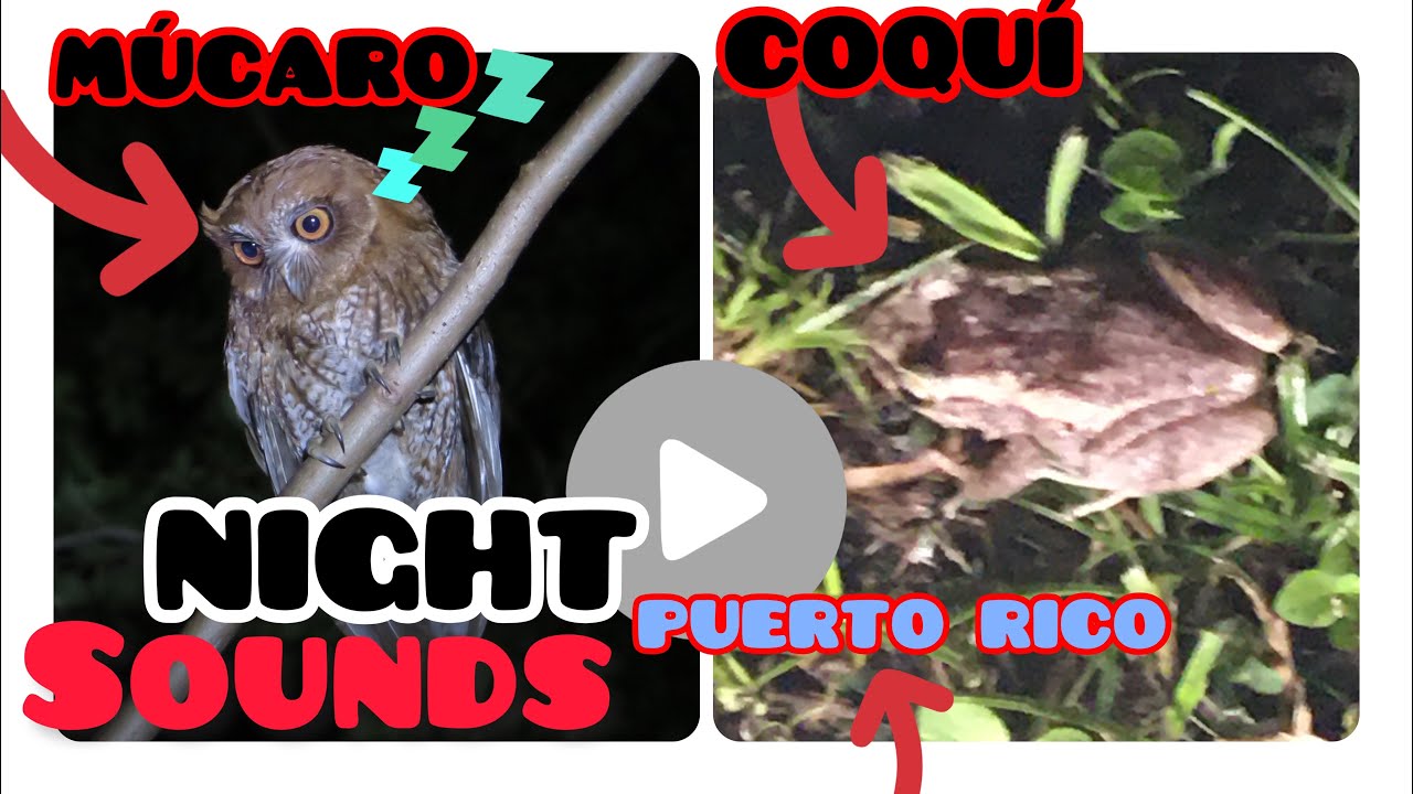 “Escucha El Múcaro” | Night Sounds in Borikén (Sleep Buddy Off Island ...
