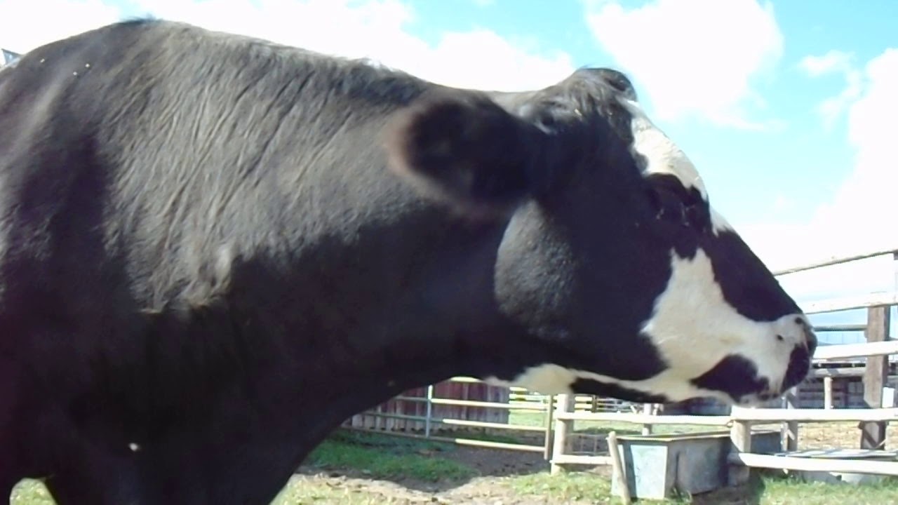 Cow 20 eating apples - YouTube