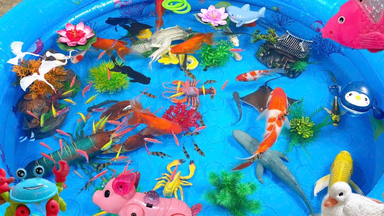 Amazing Put fish in the float,sharks,dolphins,sea creatures,Slipp vakre ...