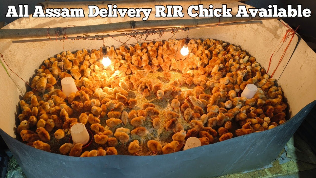 Orginal RIR Layer কুকুৰাৰ পোৱালি লাগিলে যোগাযোগ কৰিব // All Assam ...