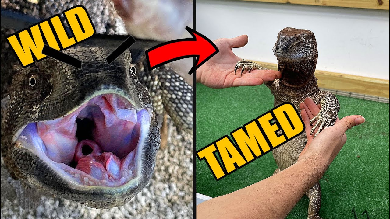 3 Tips to Tame YOUR Lizard (Plus BONUS TIP) - YouTube