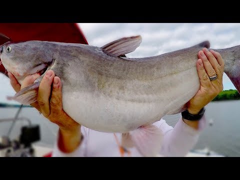 CATFISH and the Spawn - Catching Spawning Catfish - YouTube