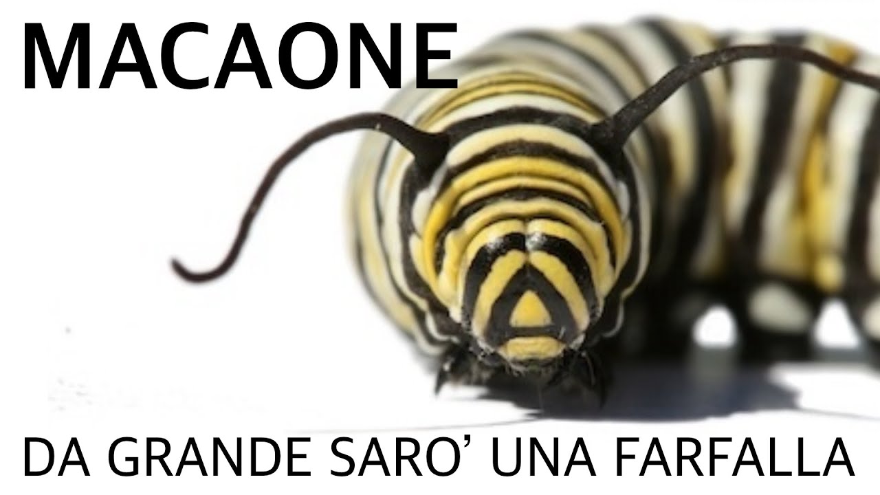 Facciamo nascere le farfalle! da bruchi a crisalide con la butterfly ...