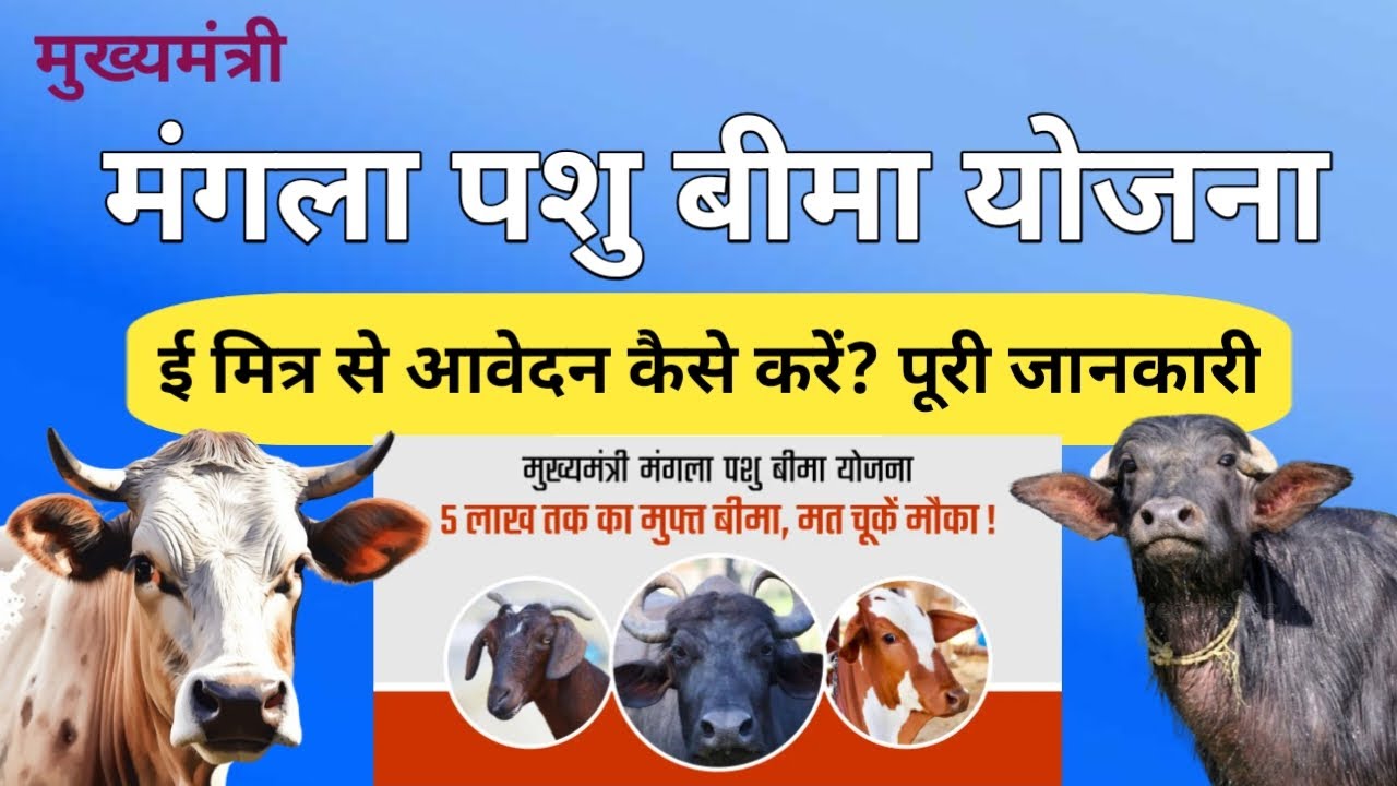 Mukhyamantri Mangla Pashu Bima Yojana Ka Form Kaise Bhare | मुख्यमंत्री ...