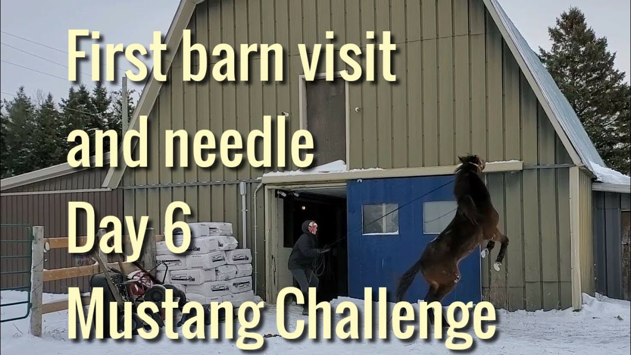First time in the barn and needle, day 5 mustang challenge - YouTube