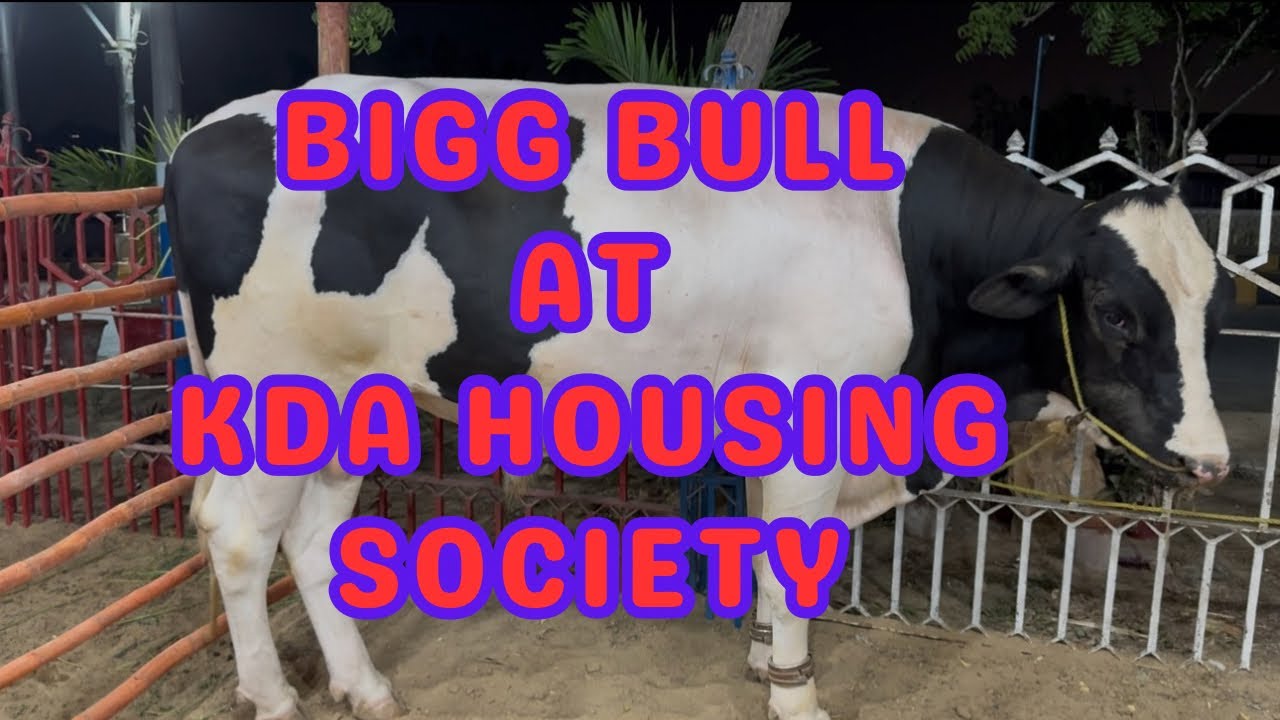 BIGG BULL at KDA officers housing Society 2025 - YouTube