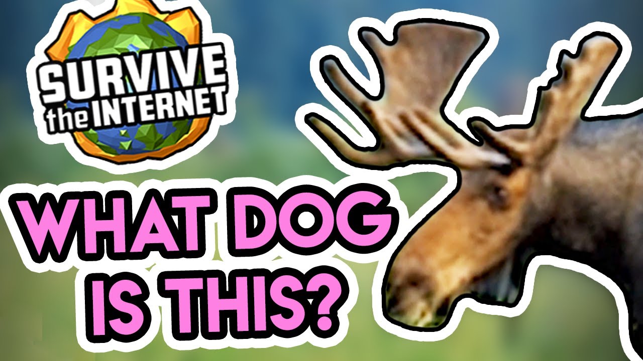 Making each other look STUPID! - Survive the Internet (JACKBOX FUNNY ...