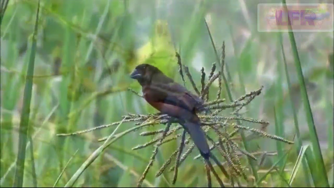 Relaxing and sooting birds voices for meditation and sleep - YouTube