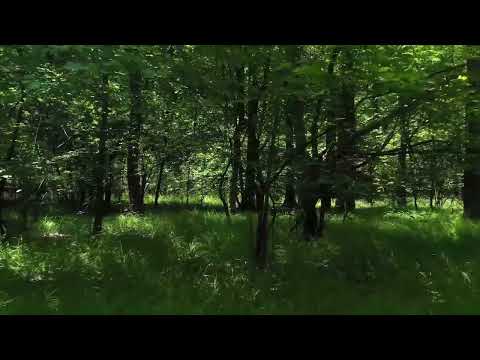 Bird Sounds in Nature 🐦 Doğa Harikasında Kuş Sesleri | 1 Hour Sleep & Study