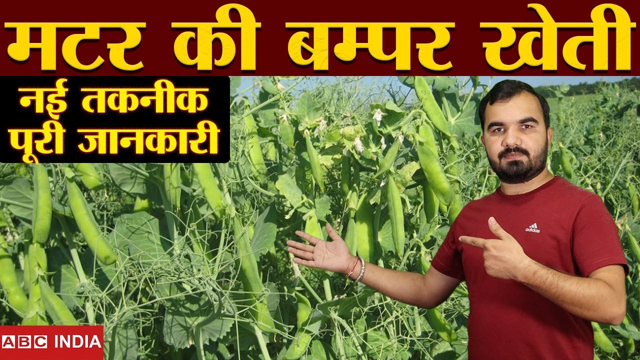 Pea Farming | मटर की बम्पर खेती | New Farming Technique | Best winter ...
