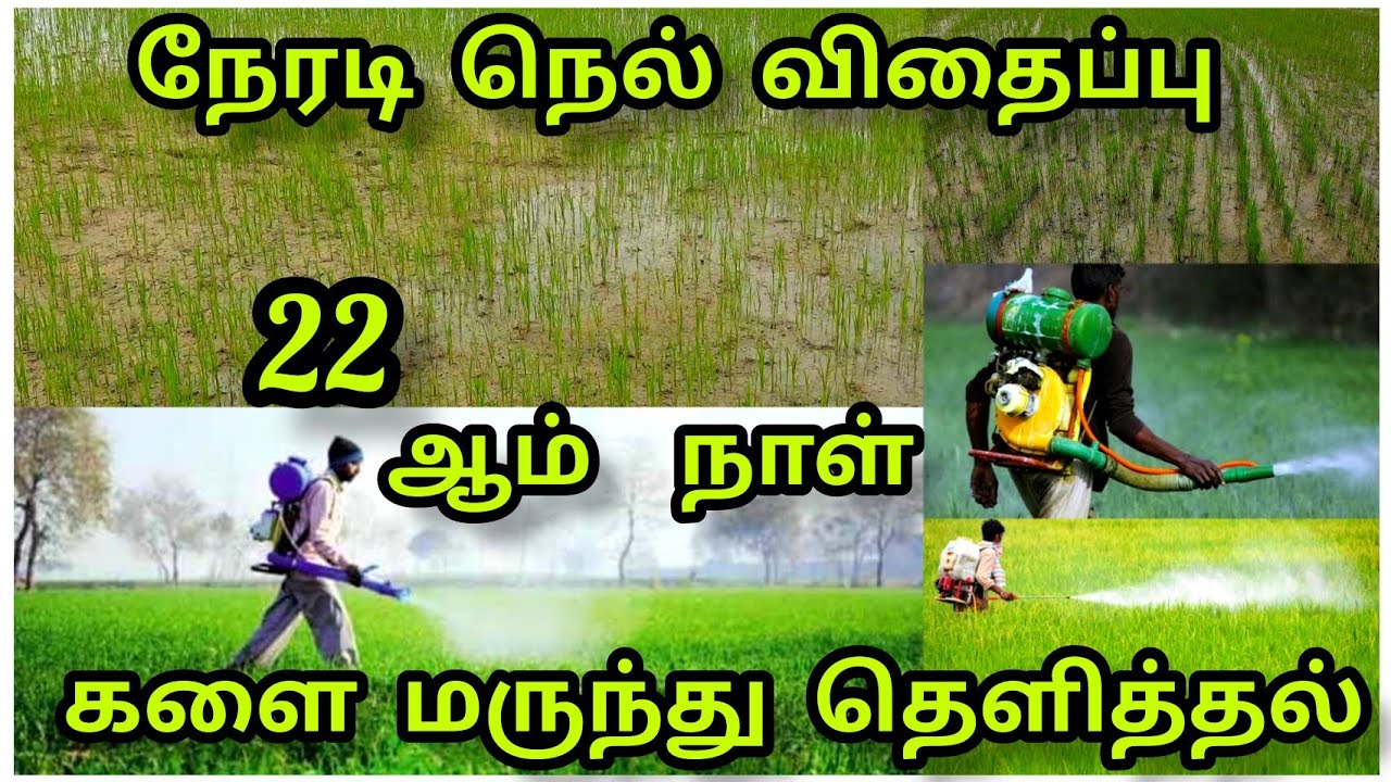 CR1009 பொண்மணி 22 ஆம் நாள் களை மருந்து அடித்தல் , nel kalaikolli ...