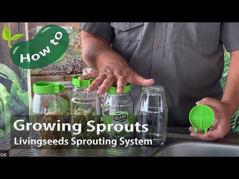 Growing Sprouts- Livingseeds Sprouting System - YouTube