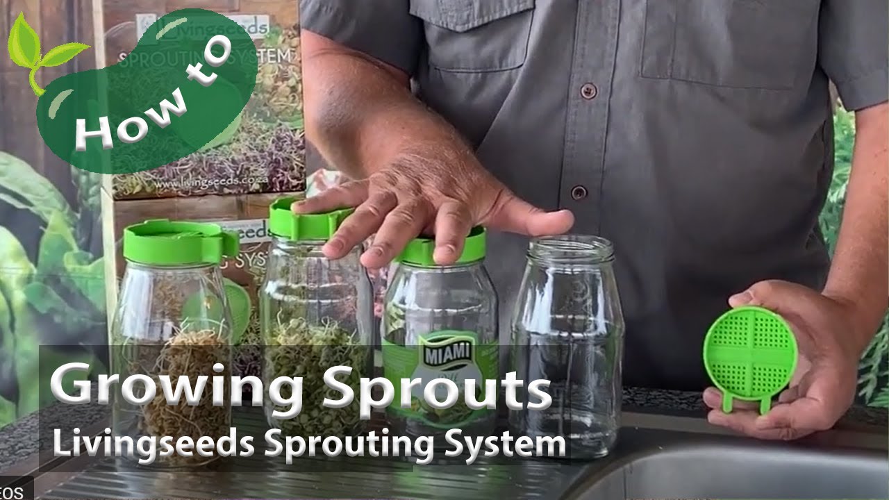Growing Sprouts- Livingseeds Sprouting System - YouTube