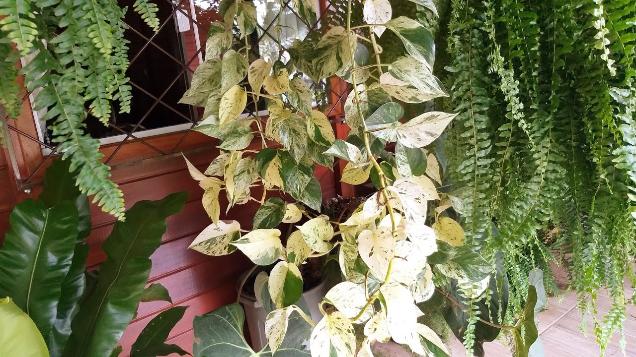 Plantas variegata, e uma trepadeira maravilhosa q achei no mato! - YouTube