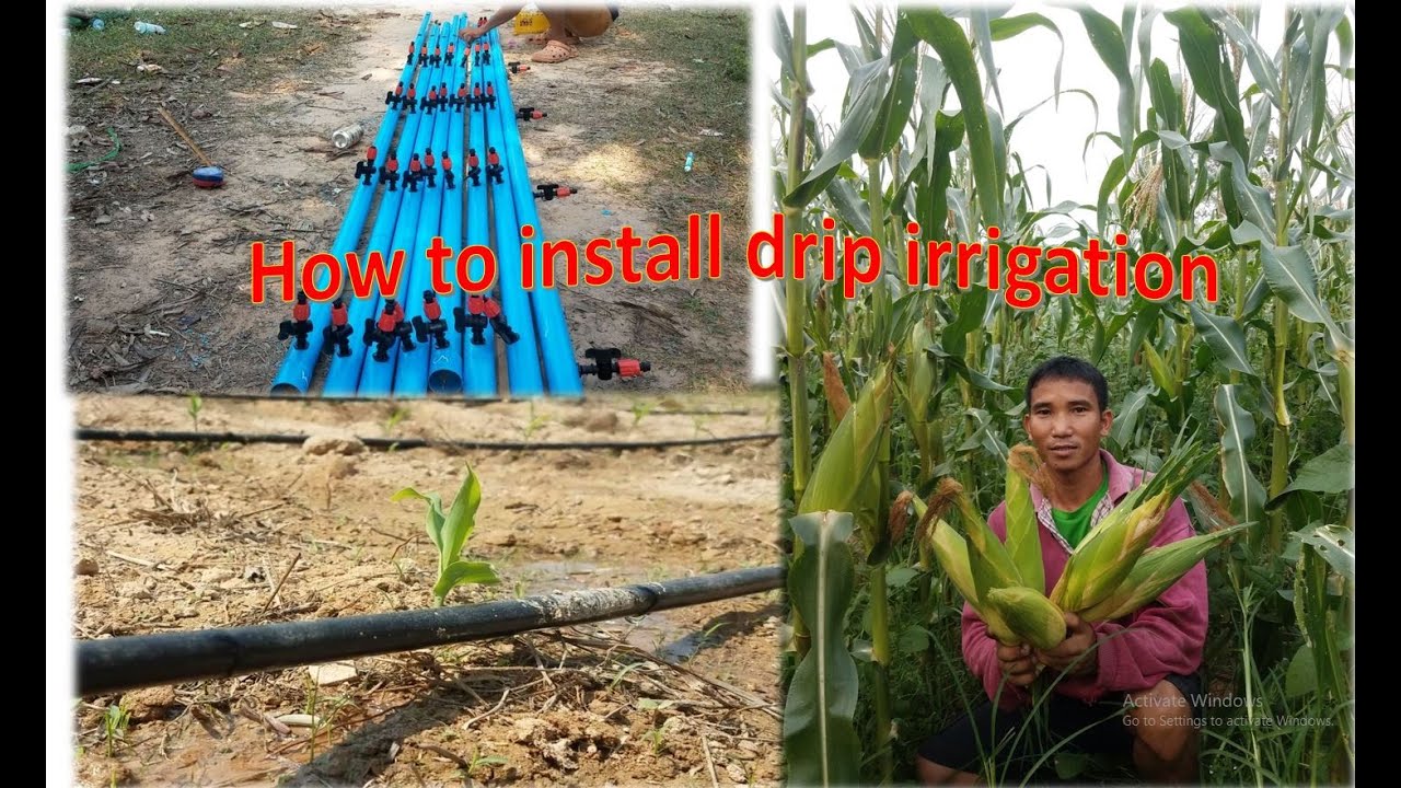 How to install drip irrigation system in corn farm របៀបរៀបចំប្រព័ន្ធតំណក់សម្រាប់ចម្ការពោត - YouTube