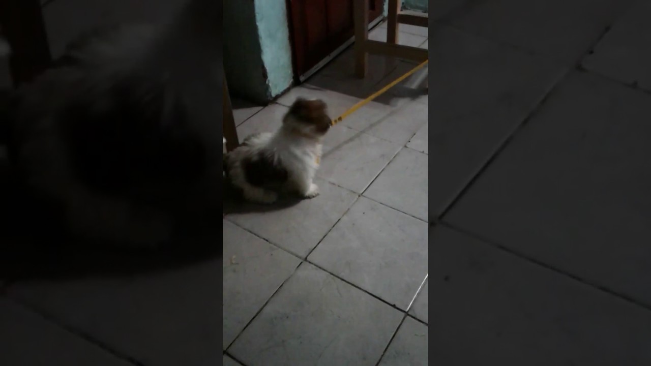 Domando un perro - YouTube