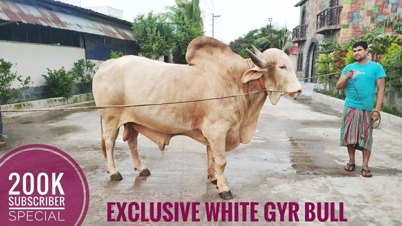 200k Subscriber Special | Exclusive, White Gyr Bull Show Time | Best of ...