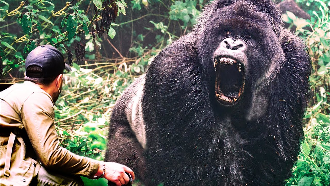 Real King Kong of the Congo! - YouTube