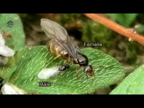 FOURMI Volante/Femelle et Mâle/Essaimage ! BRUITX - YouTube