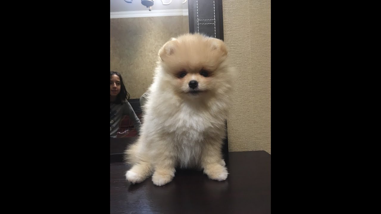Boo -- The World's Cutest Dog - Greatest Hits! ( All Videos HQ ) MUST ...