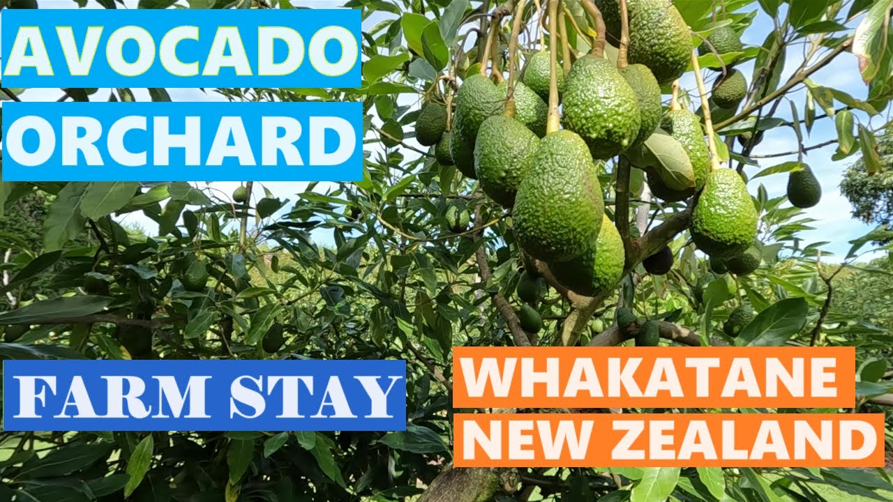 Avocado Orchard | Farm Stay | Whakatane | New Zealand - YouTube