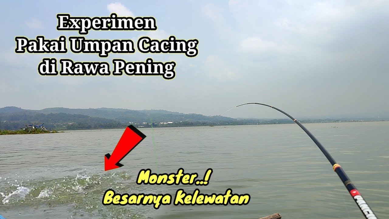 HASILNYA DILUAR DUGAAN Experimen Pakai Umpan Cacing Di Rawa Pening ...
