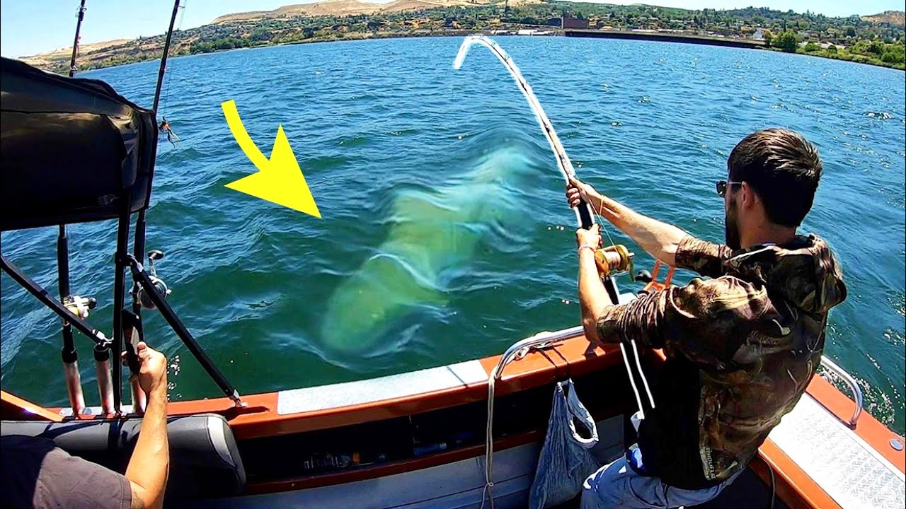 HOW DO FISH EVEN GET THIS BIG??! (RIVER BEHEMOTH) - YouTube