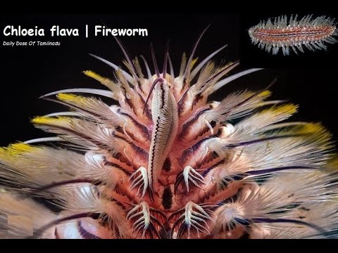 Chloeia flava Worm found in Tamilnadu, India | #Chloeia_flava # ...
